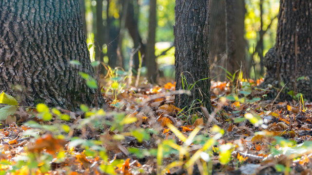 รูปภาพ"Bur Oak" – เลือกดูภาพถ่ายสต็อก เวกเตอร์ และวิดีโอ190 | Adobe Stock
