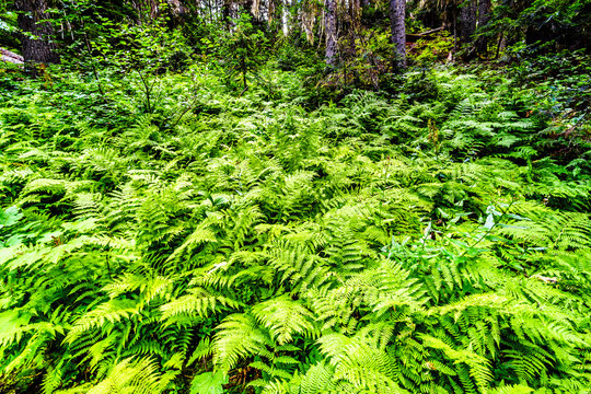 "Rainforest Floor" Billeder – Gennemse 92 stockfotos, vektorer og ...