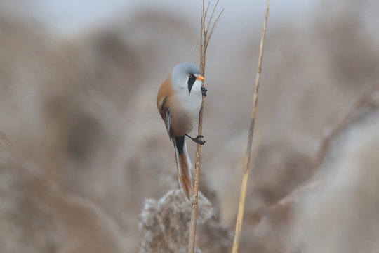รูปภาพParrotbill – เลือกดูภาพถ่ายสต็อก เวกเตอร์ และวิดีโอ511 | Adobe Stock