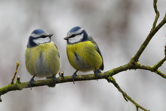 รูปภาพMeise – เลือกดูภาพถ่ายสต็อก เวกเตอร์ และวิดีโอ13,258 | Adobe Stock