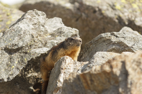 รูปภาพMankei – เลือกดูภาพถ่ายสต็อก เวกเตอร์ และวิดีโอ938 | Adobe Stock