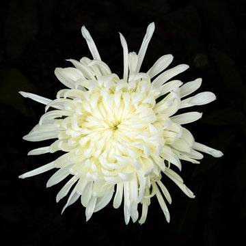รูปภาพChrysant – เลือกดูภาพถ่ายสต็อก เวกเตอร์ และวิดีโอ1,256 | Adobe Stock