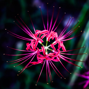 Beautifulness 画像 - 参照 396 Stock 写真、ベクターおよびビデオ | Adobe Stock