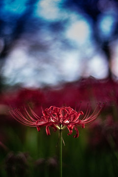 Beautifulness 画像 - 参照 396 Stock 写真、ベクターおよびビデオ | Adobe Stock
