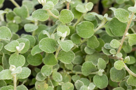 「Imphepho」の写真素材 | 56件の無料イラスト画像 | Adobe Stock