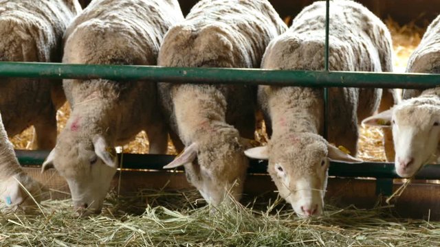 Sheepfold 이미지 – 찾아보기 7,484 스톡 사진, 벡터 및 비디오 | Adobe Stock