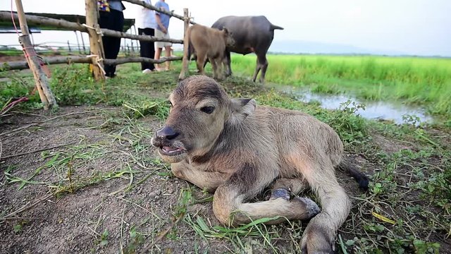 Bufflo Images – Browse 148 Stock Photos, Vectors, and Video | Adobe Stock