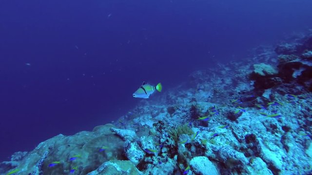 Mauritian Images – Browse 6,139 Stock Photos, Vectors, and Video ...