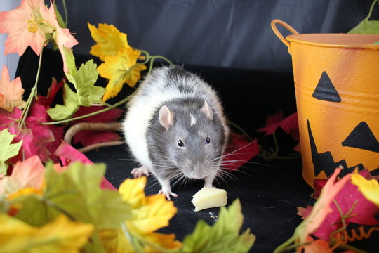 "Hooded Rat" Images – Browse 52 Stock Photos, Vectors, and Video ...