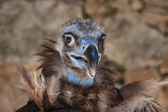 Schnabel Billeder – Gennemse 162,258 stockfotos, vektorer og videoer ...