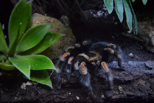 47 MEILLEURES Migale IMAGES, PHOTOS ET ILLUSTRATIONS VECTORIELLES STOCK ...