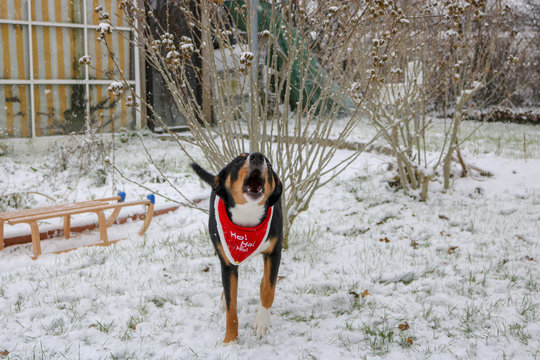 รูปภาพ"Bellender Hund" – เลือกดูภาพถ่ายสต็อก เวกเตอร์ และวิดีโอ28 ...