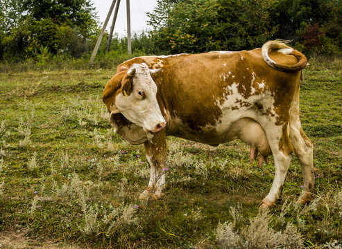 รูปภาพCaw – เลือกดูภาพถ่ายสต็อก เวกเตอร์ และวิดีโอ4,850 | Adobe Stock