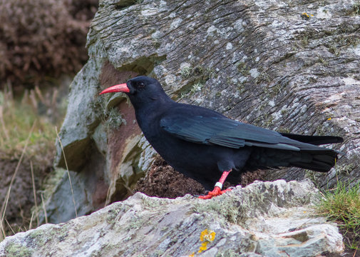 Chuff Bilder – Durchsuchen 219 Archivfotos, Vektorgrafiken und Videos ...