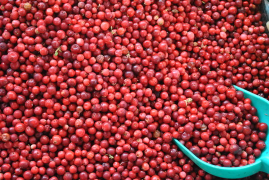 Brusznica Images – Browse 40 Stock Photos, Vectors, and Video | Adobe Stock