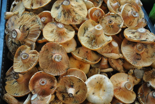 Imagens de Rydze – Explore Fotografias do Stock, Vetores e Vídeos de 93 ...