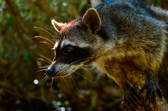 Mapache Bilder – Durchsuchen 315 Archivfotos, Vektorgrafiken und Videos ...