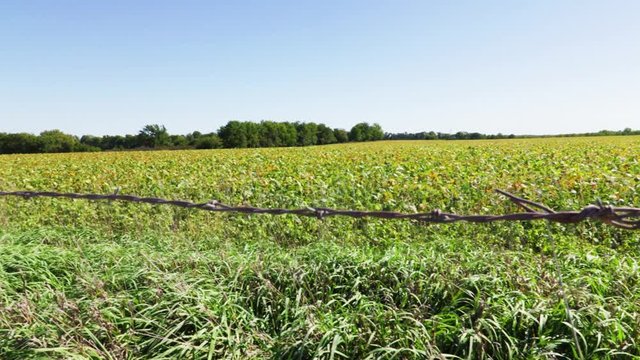 Beanfield Images – Browse 38 Stock Photos, Vectors, and Video | Adobe Stock