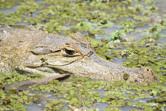 Babilla Images – Browse 77 Stock Photos, Vectors, and Video | Adobe Stock