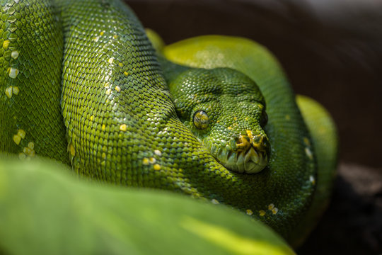 Gewundene Images – Browse 380 Stock Photos, Vectors, and Video | Adobe ...