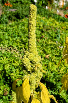 African-Spinach - Images et vidéos libres de droits | Adobe Stock