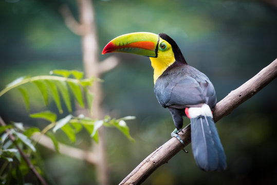 Tukan Images – Browse 1,529 Stock Photos, Vectors, and Video | Adobe Stock