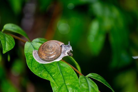 「Snall」の写真素材 | 136件の無料イラスト画像 | Adobe Stock