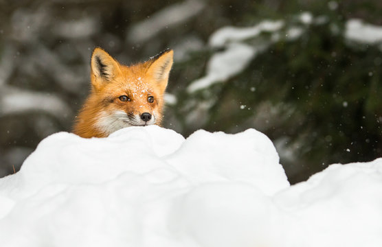 Schneefuchs Bilder – Durchsuchen 44,088 Archivfotos, Vektorgrafiken und ...