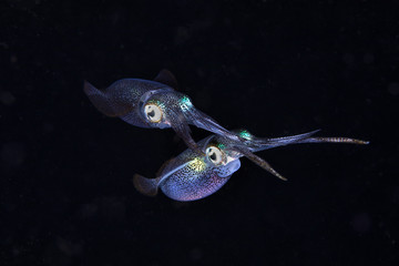 High Quality Deep Sea Backgrounds