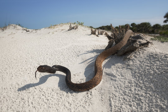 Coachwhip bilder – Bläddra bland 199 stockfoton, vektorer och videor ...