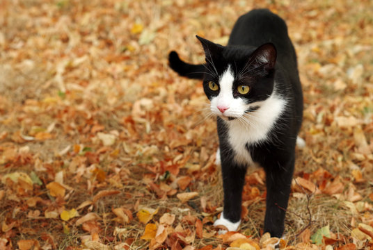 DIE 589 BESTEN BILDER, STOCK-FOTOS UND -VEKTORGRAFIKEN ZU „Ekh“ | Adobe ...