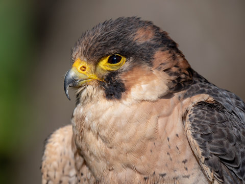 Barbary Falcon