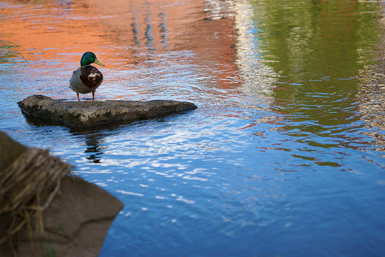 Entenangeln-Bilder: Stock-Fotos & -Videos. | Adobe Stock