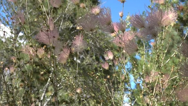 "Prairie Smoke" Images – Browse 310 Stock Photos, Vectors, and Video ...