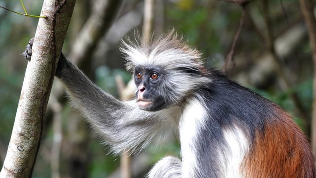 Colobe Bilder – Durchsuchen 191 Archivfotos, Vektorgrafiken und Videos ...