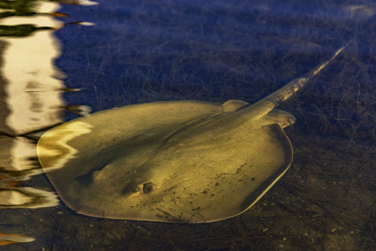 "Stingray Fish" Images – Browse 238 Stock Photos, Vectors, and Video ...