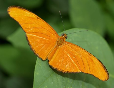 Julia-Falter Images – Browse 8 Stock Photos, Vectors, and Video | Adobe ...