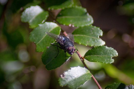 Euarthropoda Bilder – Durchsuchen 297 Archivfotos, Vektorgrafiken und ...