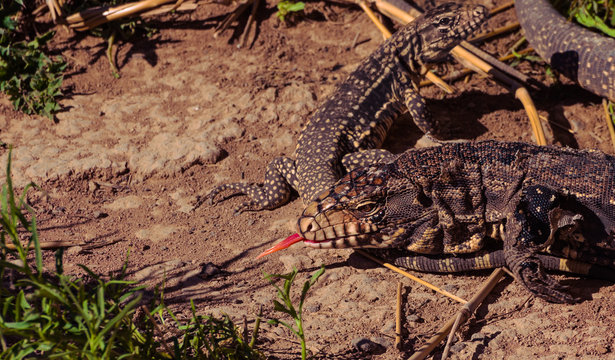 Obero Images – Browse 13 Stock Photos, Vectors, and Video | Adobe Stock