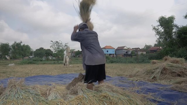 Flail Images – Browse 6,655 Stock Photos, Vectors, and Video | Adobe Stock