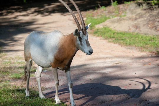 Gazel Images – Browse 159 Stock Photos, Vectors, and Video | Adobe Stock