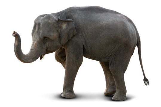 Free Elephant Images – Browse 1,322 Free Stock Photos, Vectors, and ...