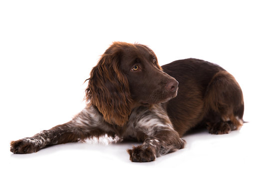 "Small Munsterlander" Images – Browse 226 Stock Photos, Vectors, and ...