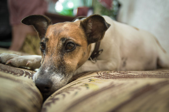 343 BESTE Leisefuchs BILDER, STOCK-FOTOS & -VEKTORGRAFIKEN | Adobe Stock