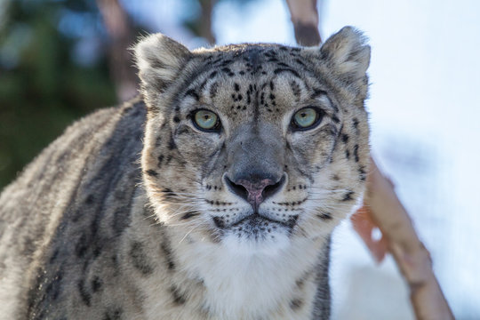 White Snow Leopard Face