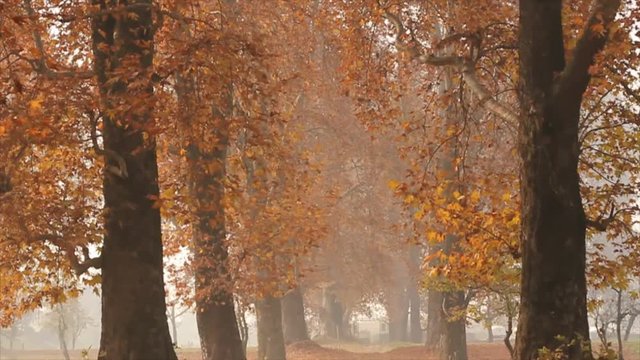 Imágenes de Chinar: descubre bancos de fotos, ilustraciones, vectores y ...