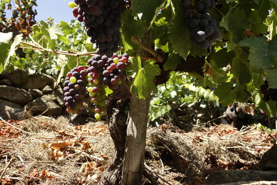 Imágenes de Racimos: descubre bancos de fotos, ilustraciones, vectores ...