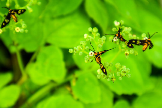 รูปภาพTiger-Stripe – เลือกดูภาพถ่ายสต็อก เวกเตอร์ และวิดีโอ241 | Adobe ...