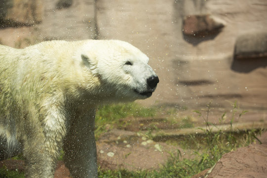 Hypercarnivorous Bilder – Durchsuchen 368 Archivfotos, Vektorgrafiken ...