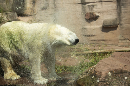 รูปภาพHypercarnivorous – เลือกดูภาพถ่ายสต็อก เวกเตอร์ และวิดีโอ407 ...